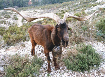 BOUC - Le Rove