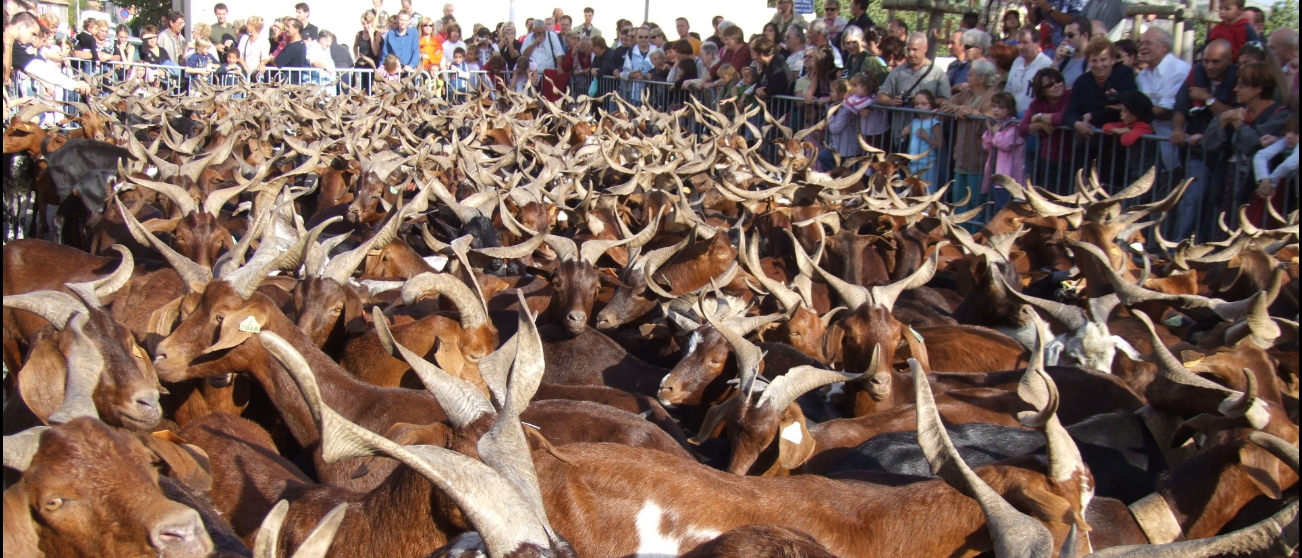 12èmes Journées de la Chèvre du Rove - Le Rove