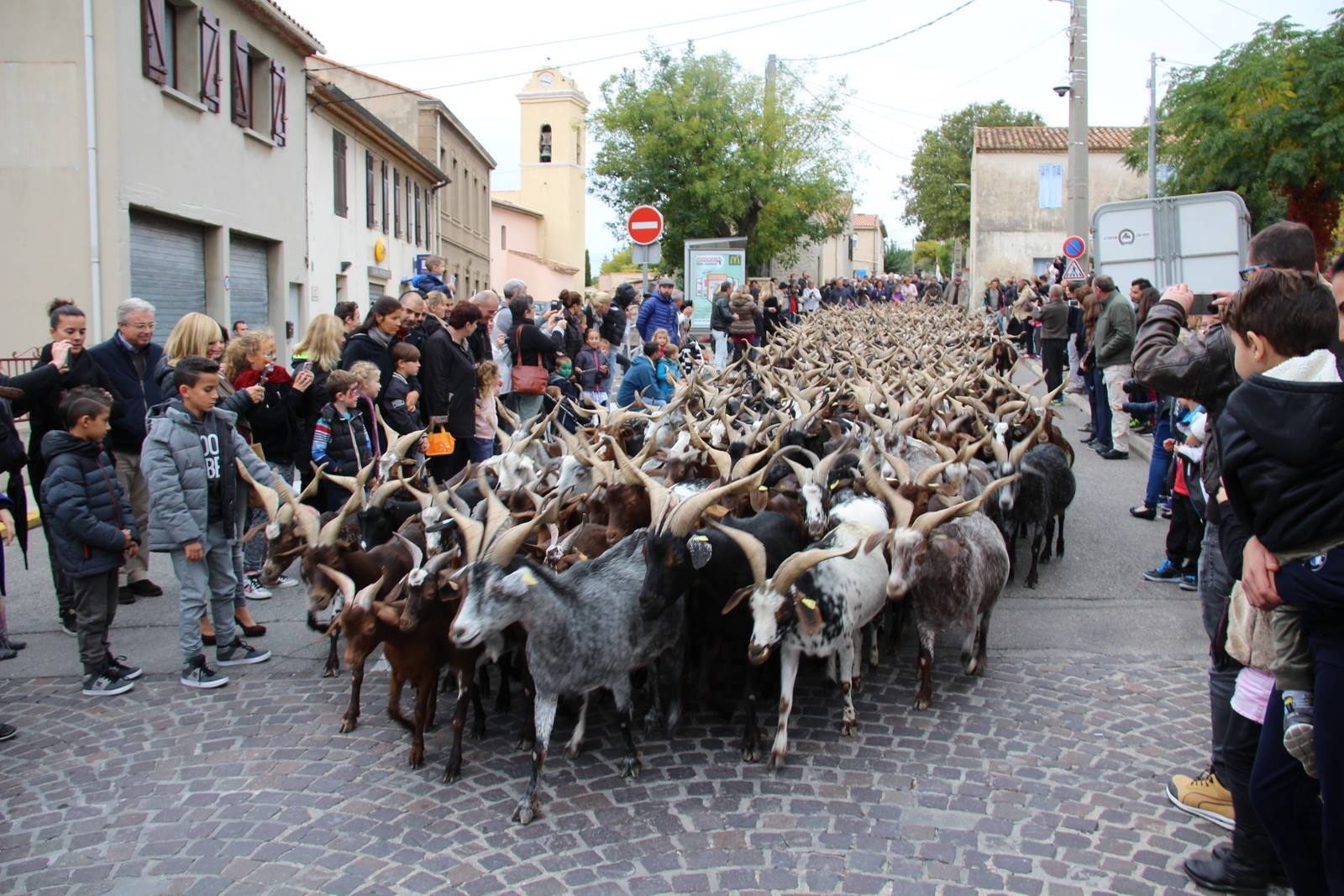 Grand succès de la fête de la chèvre du Rove - Le Rove