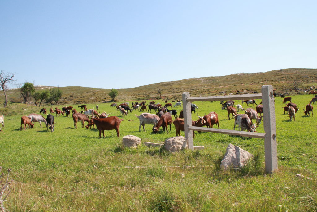 La chèvre du Rove - Le Rove